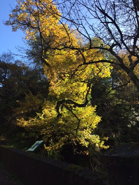 Banagher Glen and Altnaheglish Reservoir - Trek NI
