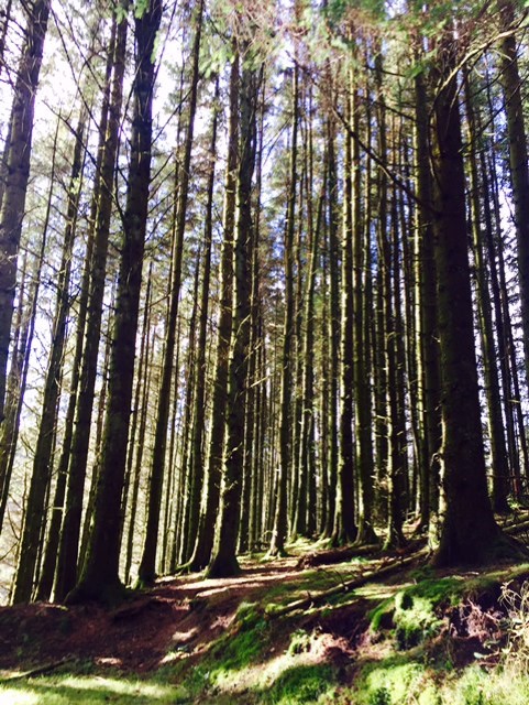 Banagher Glen and Altnaheglish Reservoir - Trek NI