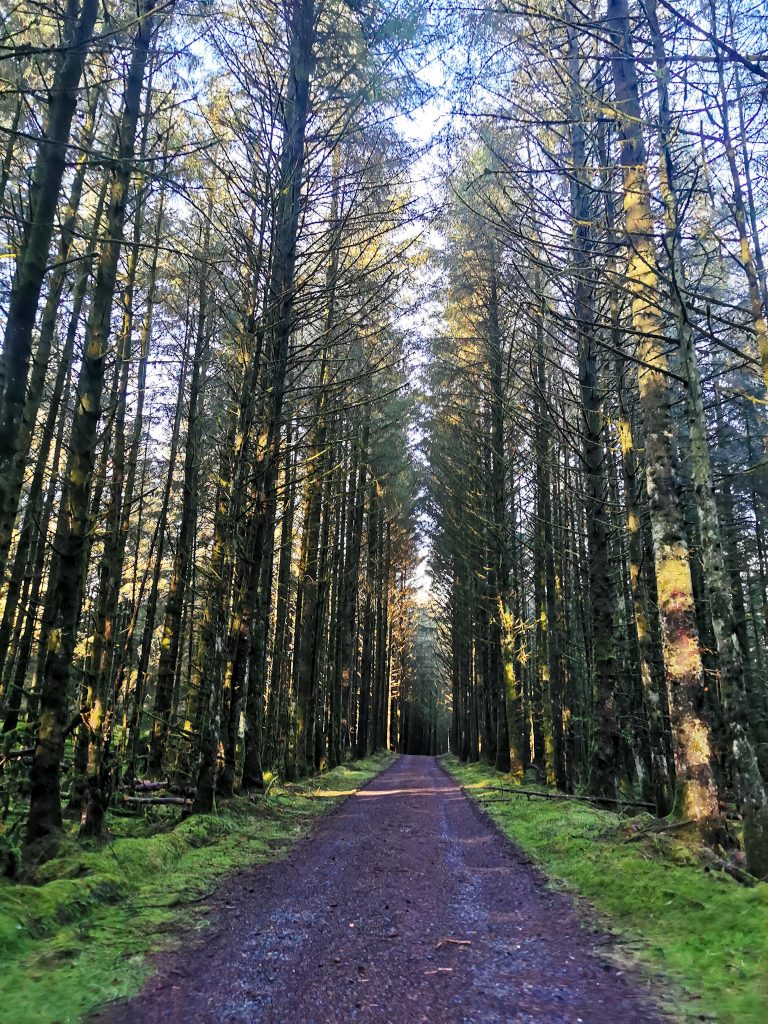 Davagh, Iniscarn and Moydamlaght Forests - Trek NI