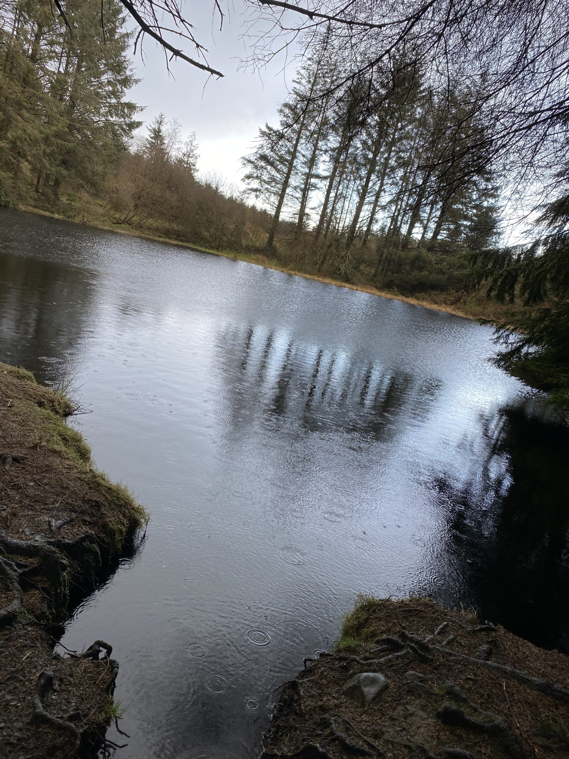 Slievenaslat from Castlewellan Forest Park - Trek NI