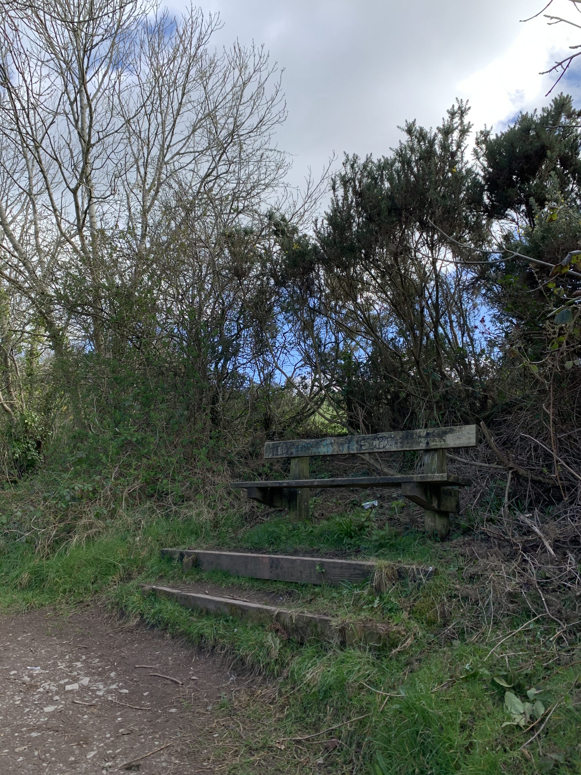 5 Great Forest Trails in Belfast - Trek NI