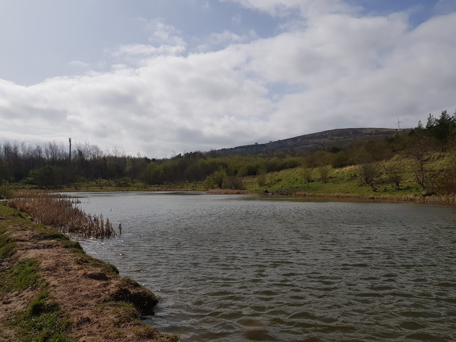5 Great Forest Trails in Belfast - Trek NI