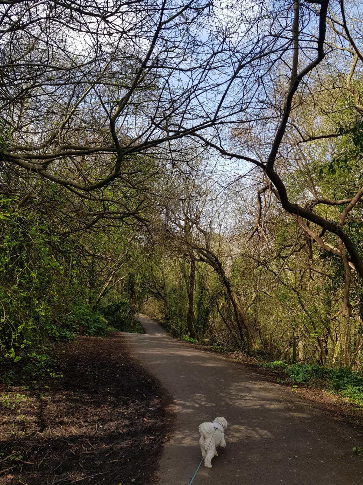 5 Great Forest Trails in Belfast - Trek NI