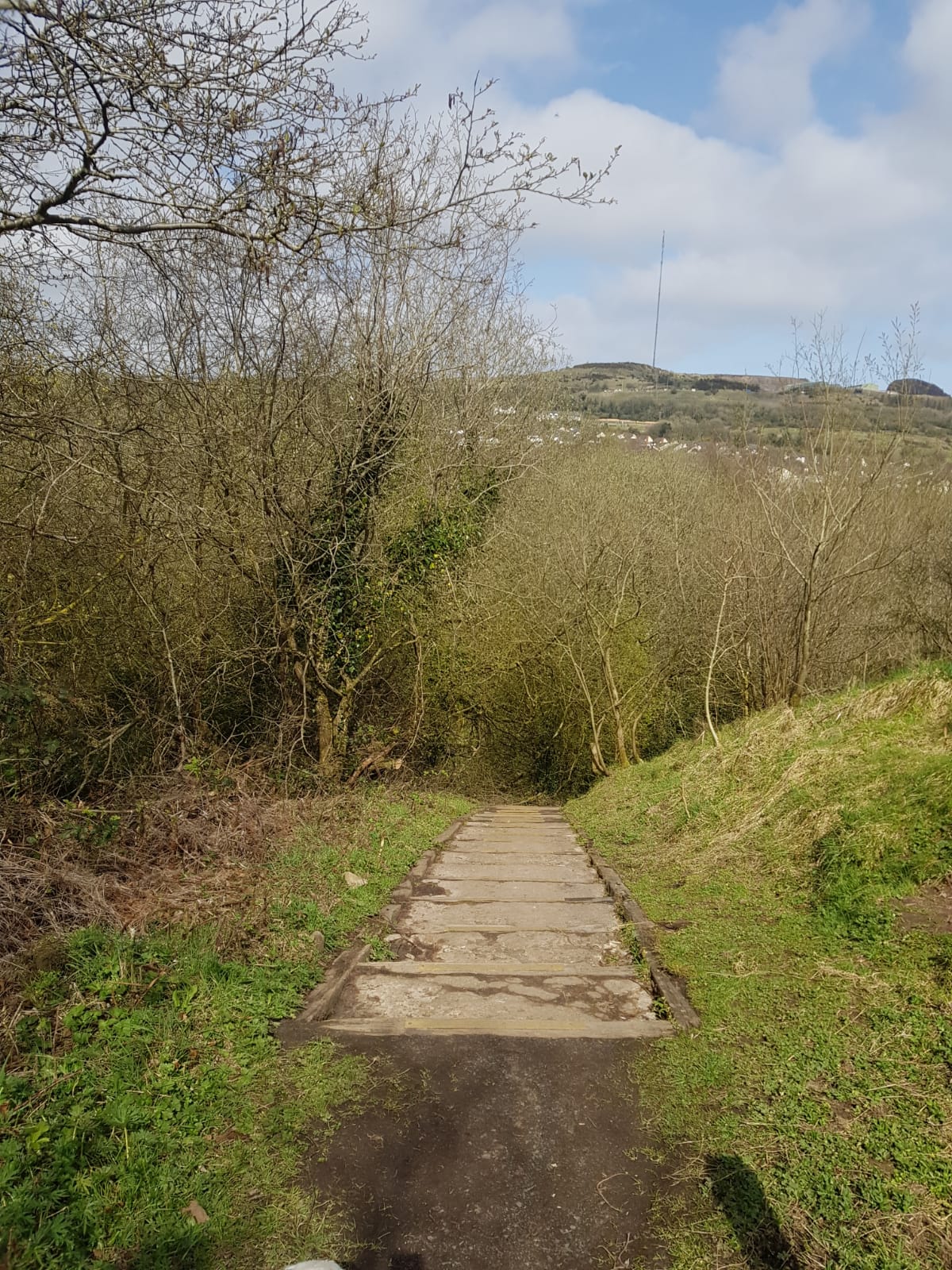 5 Great Forest Trails in Belfast - Trek NI