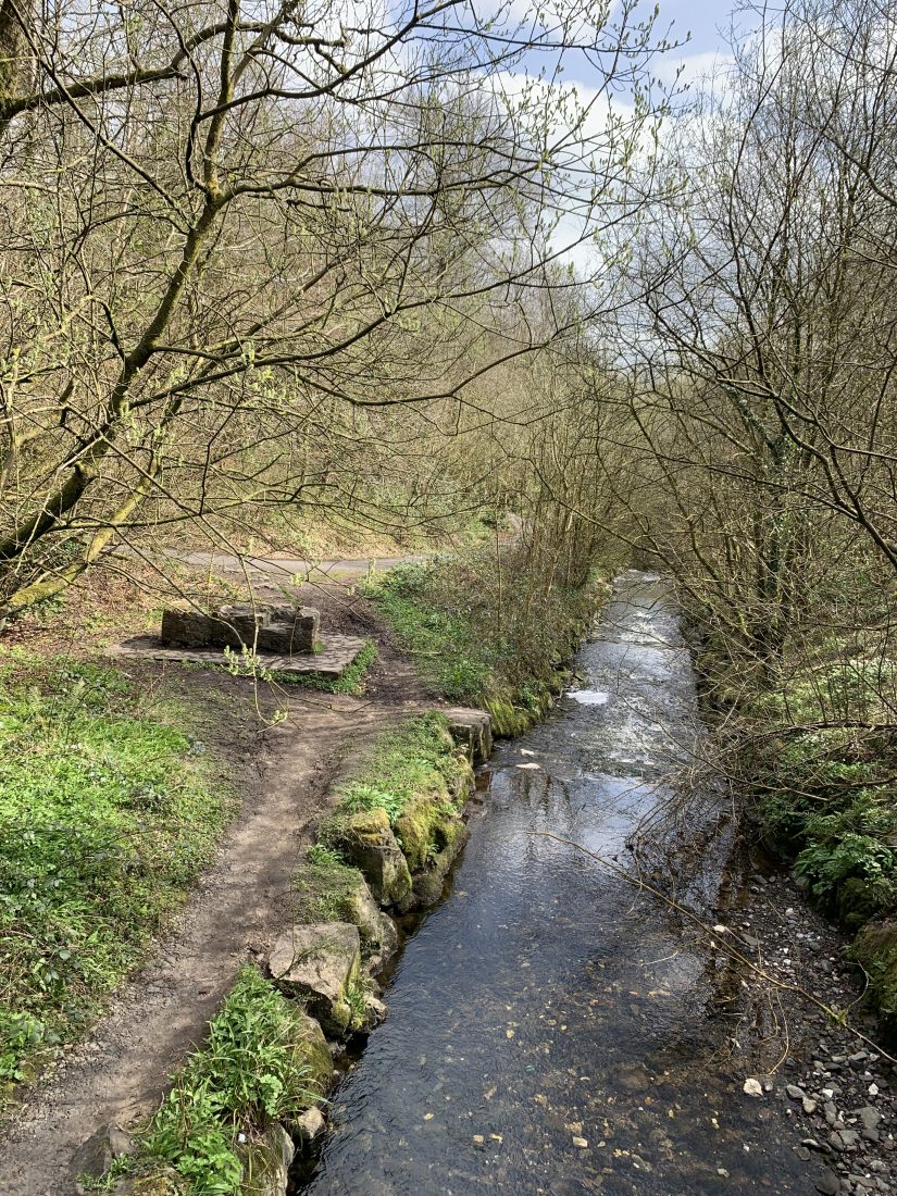 5 Great Forest Trails in Belfast - Trek NI