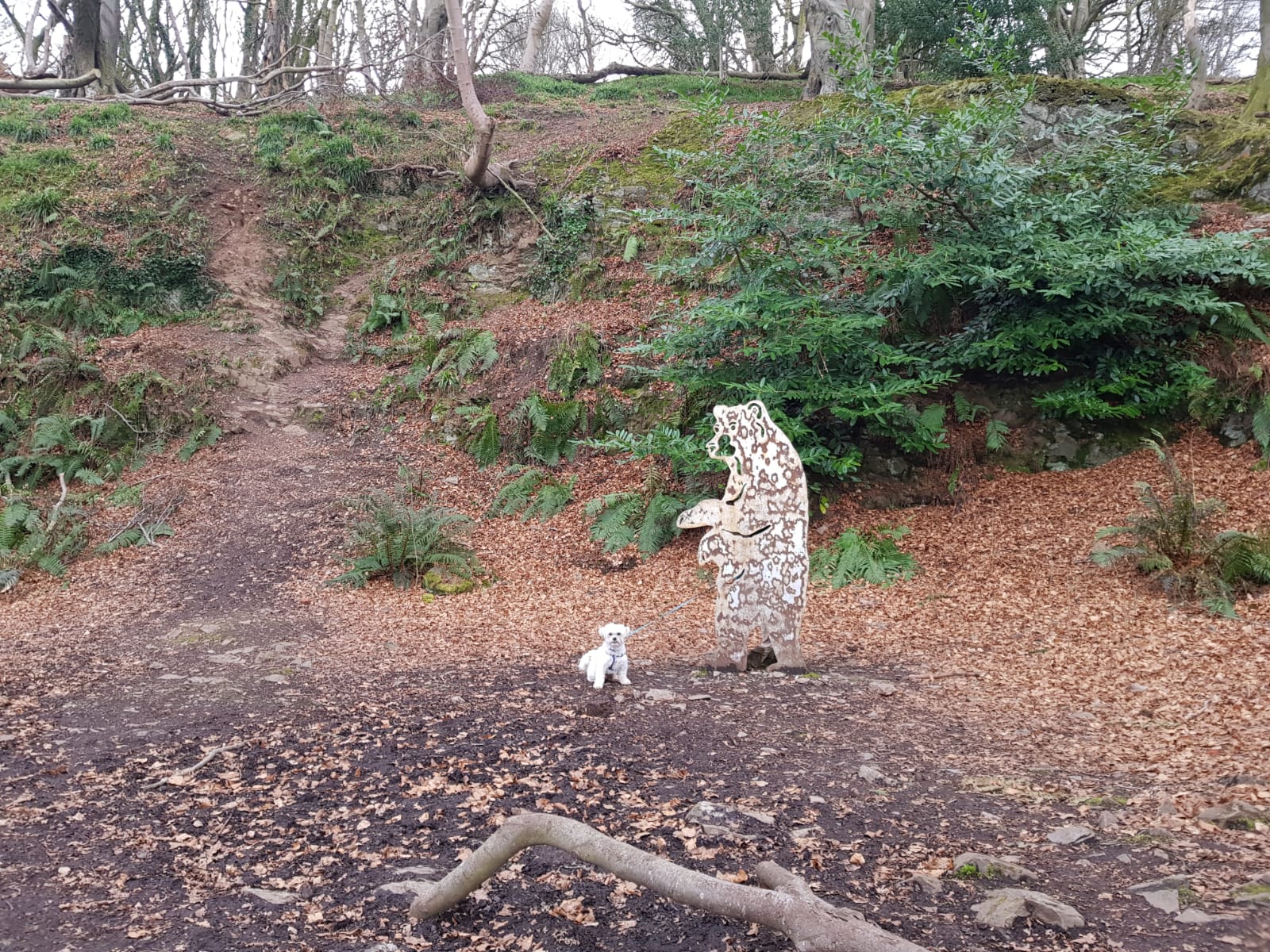 5 Great Forest Trails in Belfast - Trek NI