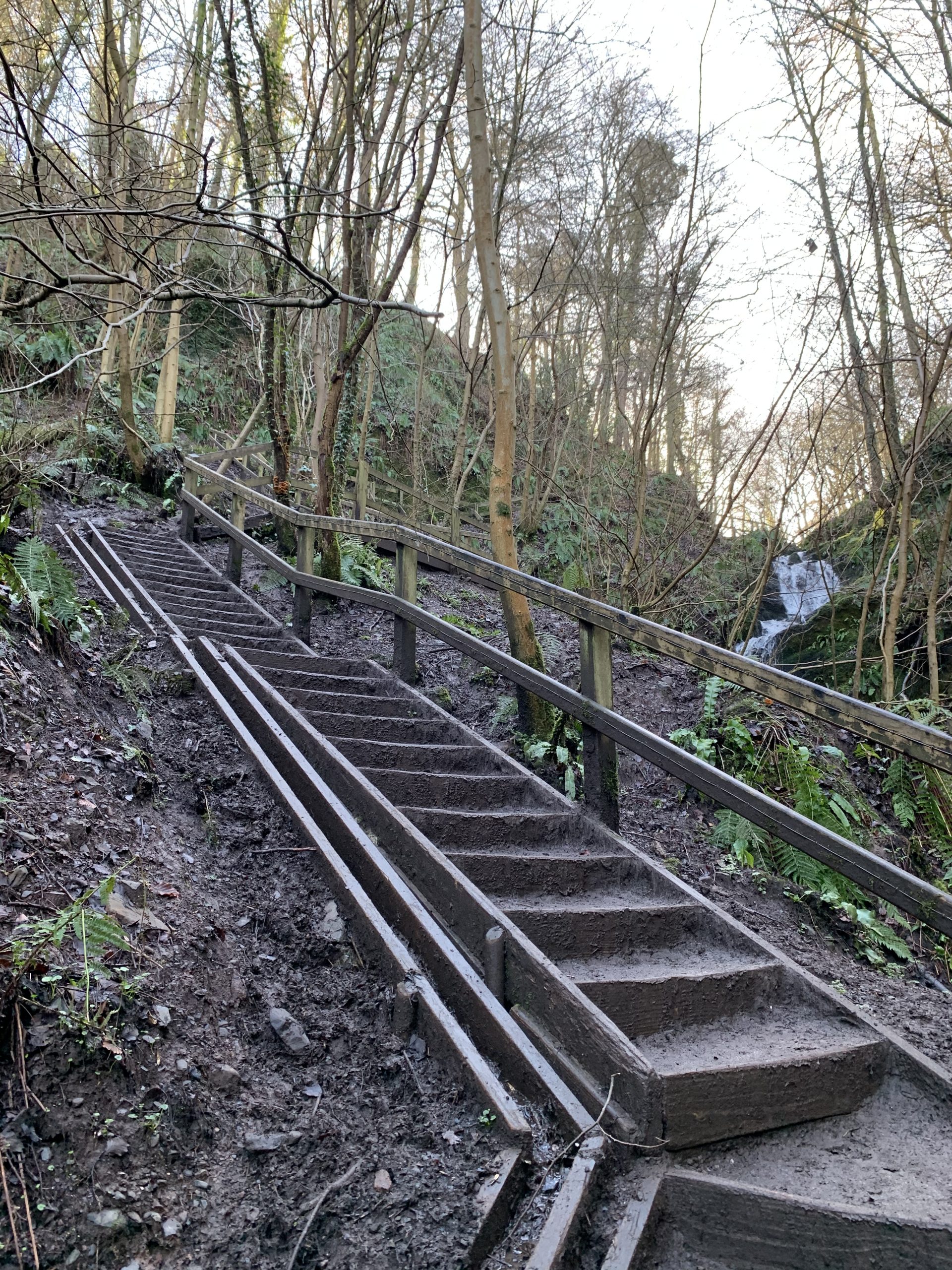 5 Great Forest Trails in Belfast - Trek NI