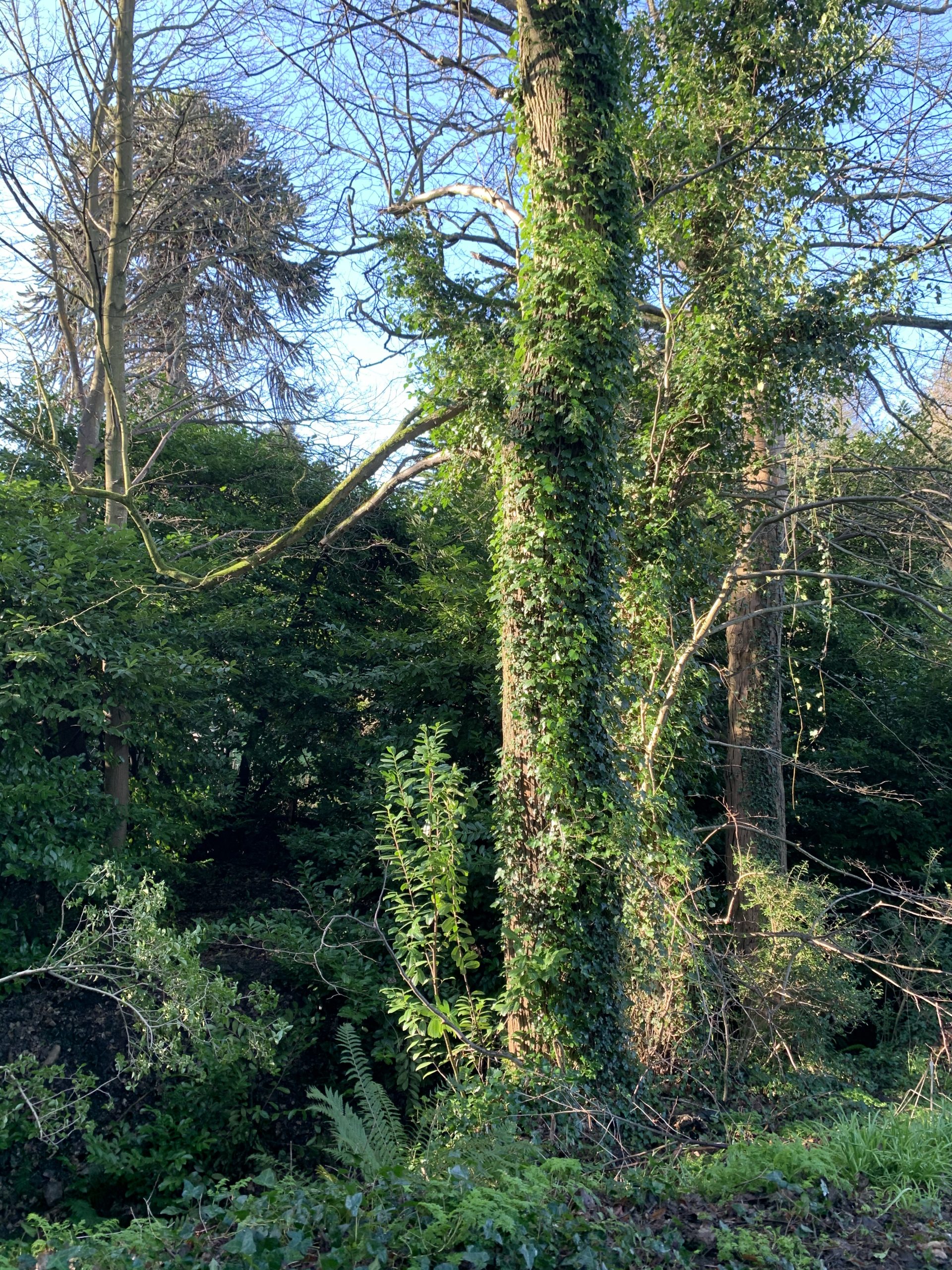 5 Great Forest Trails in Belfast - Trek NI