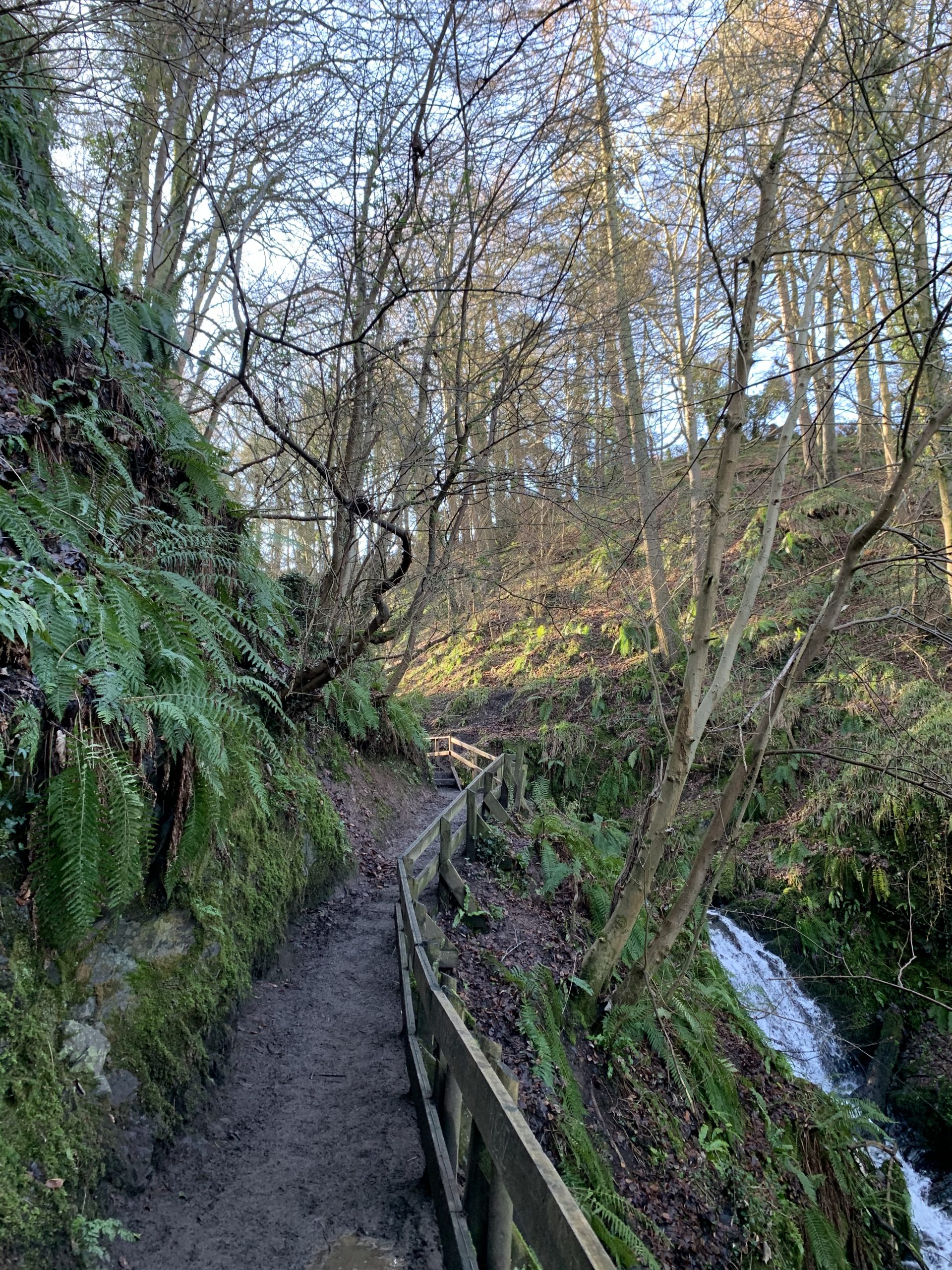 5 Great Forest Trails in Belfast - Trek NI