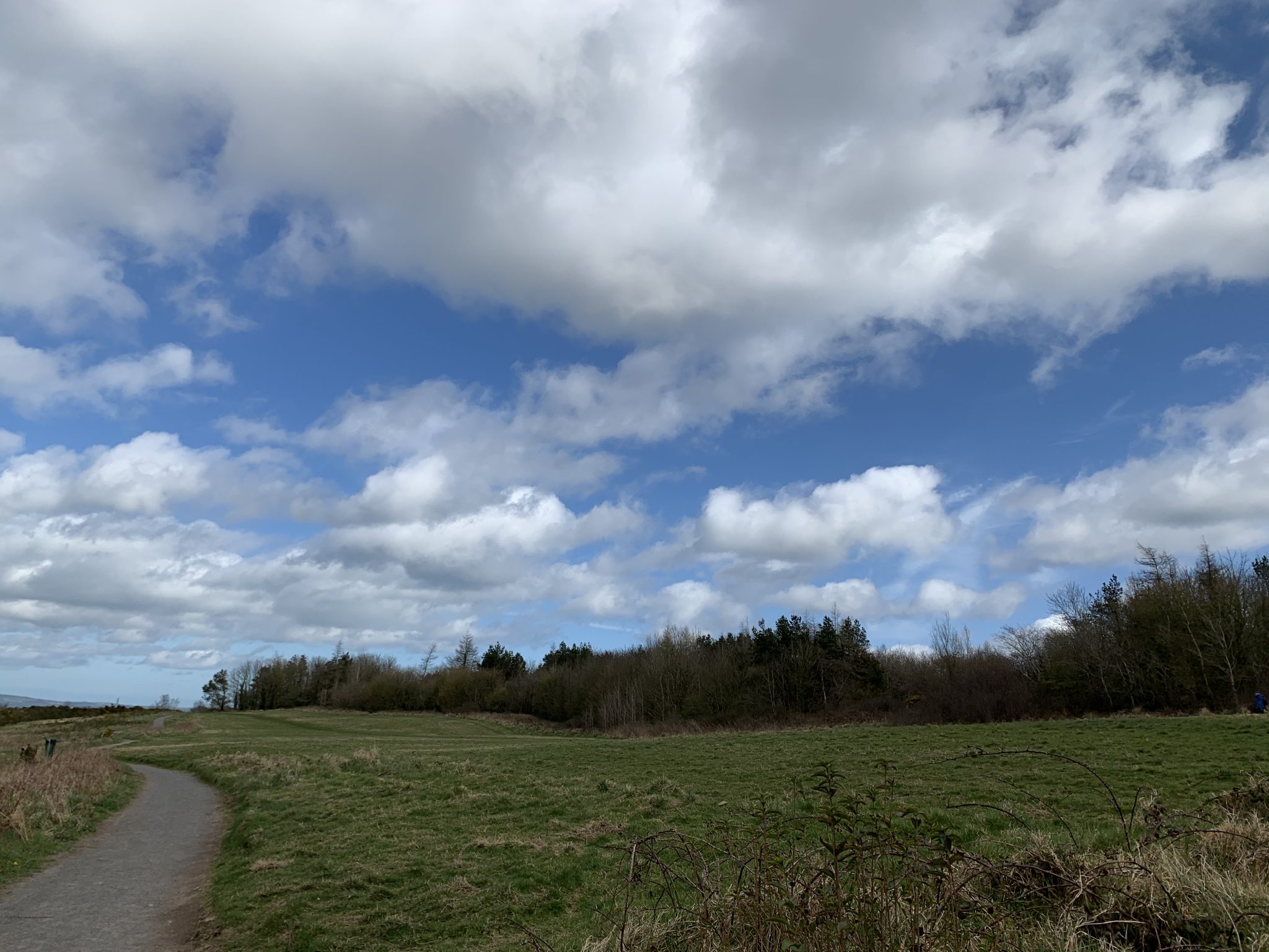 5 Great Forest Trails in Belfast - Trek NI