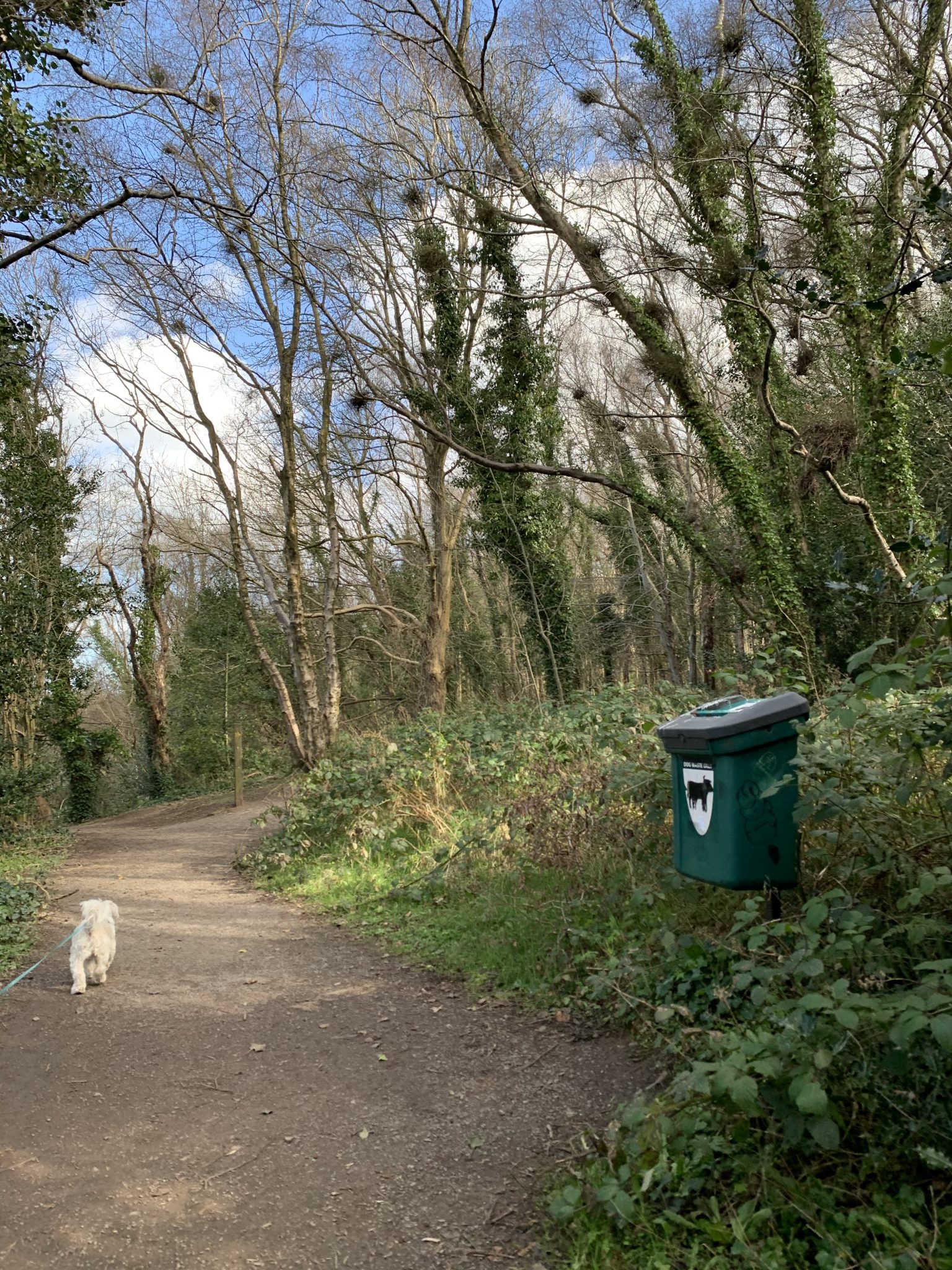 5 Great Forest Trails in Belfast - Trek NI