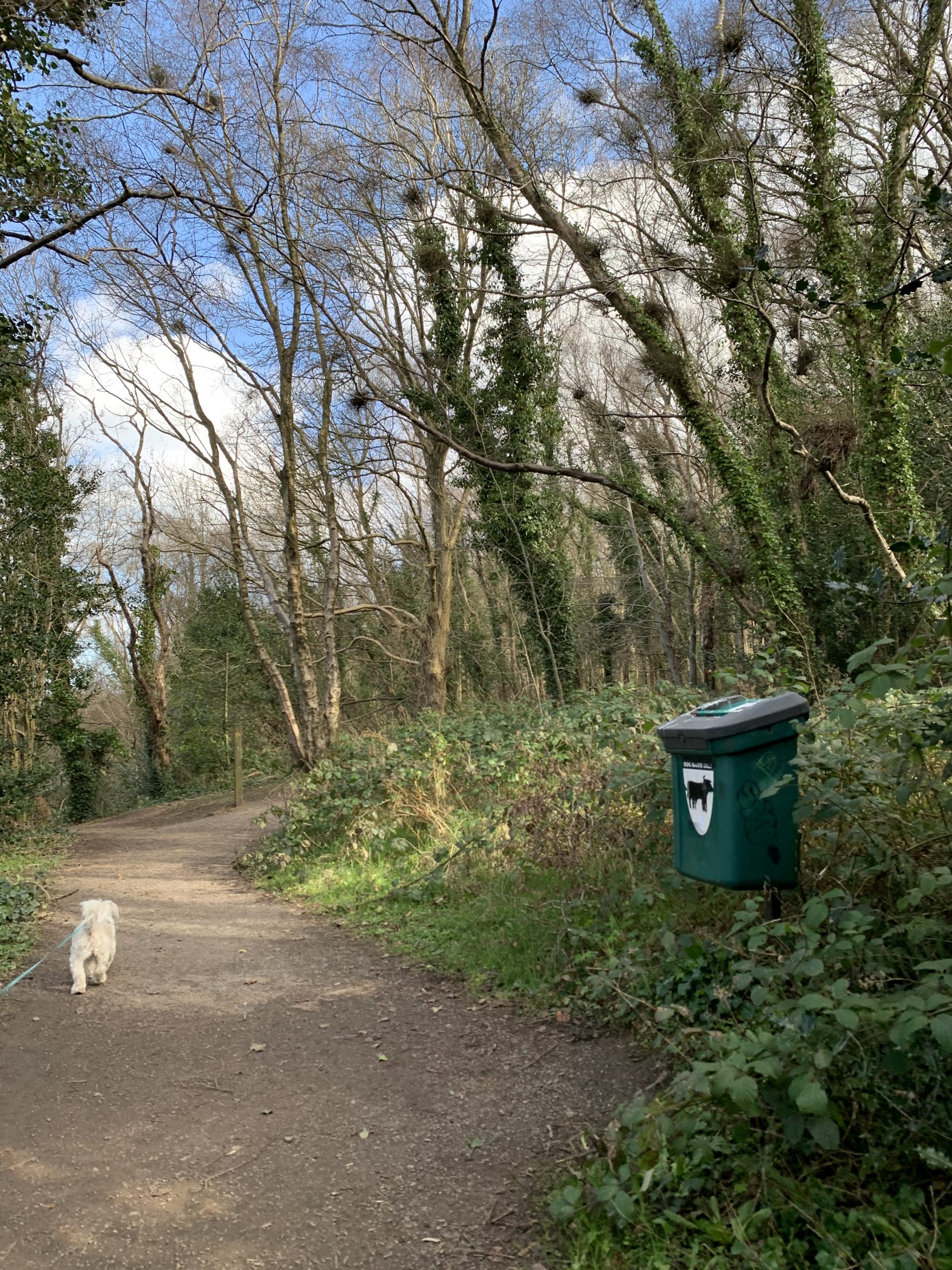 5 Great Forest Trails in Belfast - Trek NI