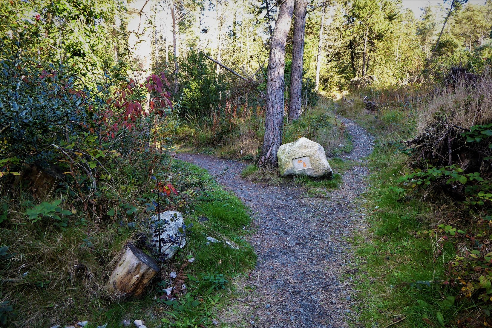 Slieve Binnian via Moolieve and Wee Binnian - Trek NI