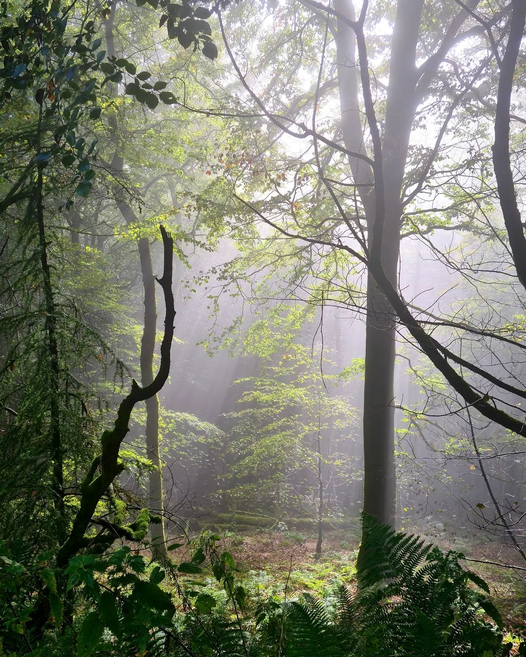 Feel on top of the world at Knockmany Forest Park - Trek NI
