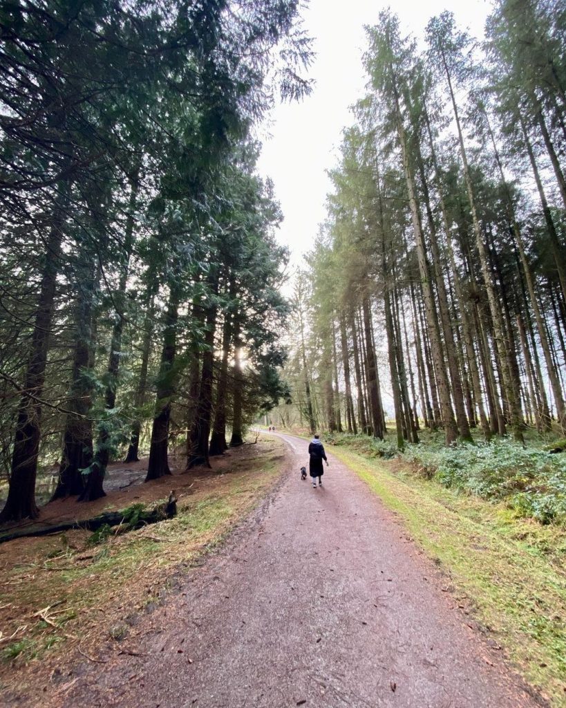 Feel on top of the world at Knockmany Forest Park - Trek NI
