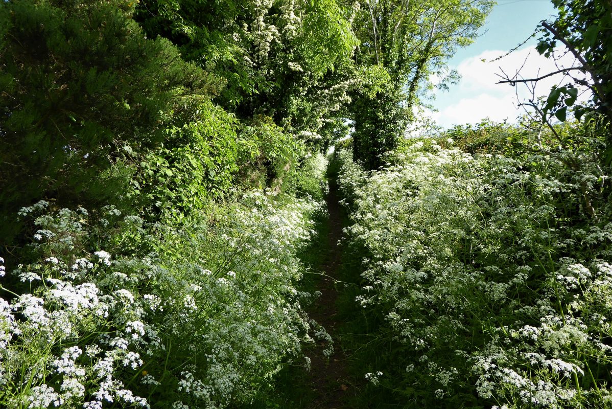 The Pads of North Lecale - Trek NI