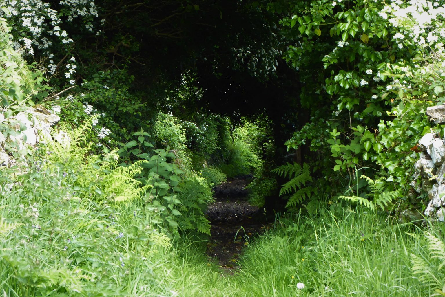 The Pads of North Lecale - Trek NI