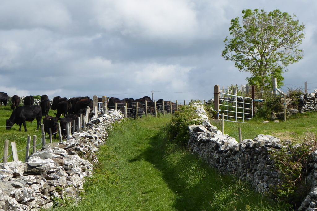 The Pads of North Lecale - Trek NI