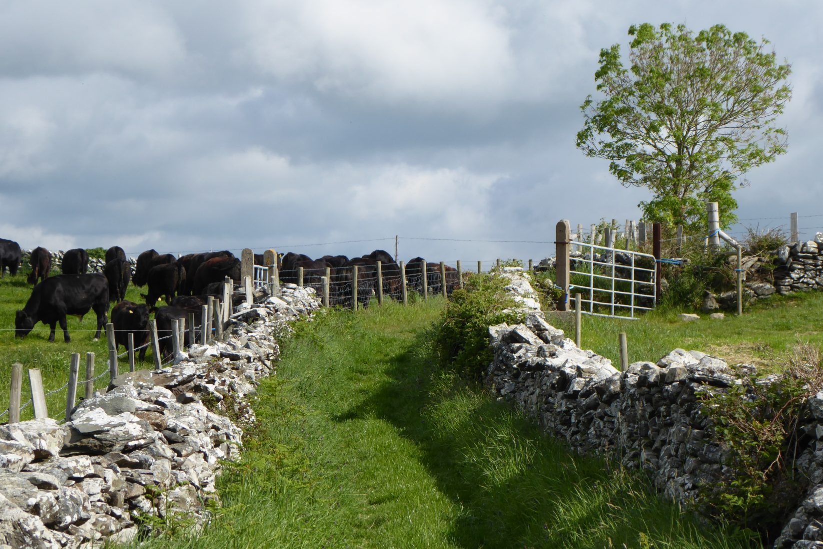The Pads of North Lecale - Trek NI